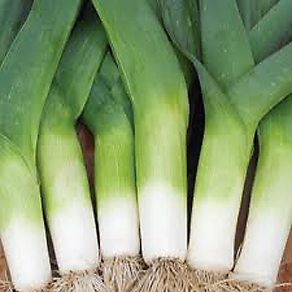 LEEK *each - CERTIFIED ORGANIC – Eden Farmers Organics