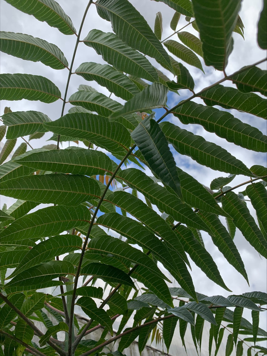 TOON LEAVES *8pcs - ORGANIC (EDEN FARMERS) – Eden Farmers Organics