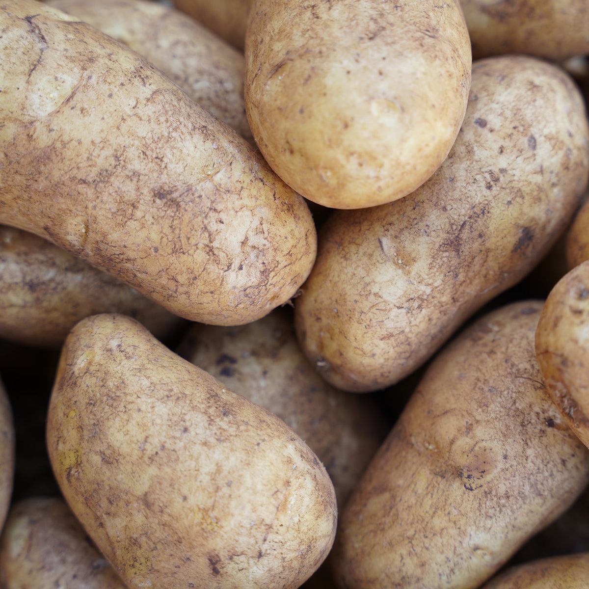 POTATO DUTCH CREAM 1kg - CERTIFIED ORGANIC – Eden Farmers Organics