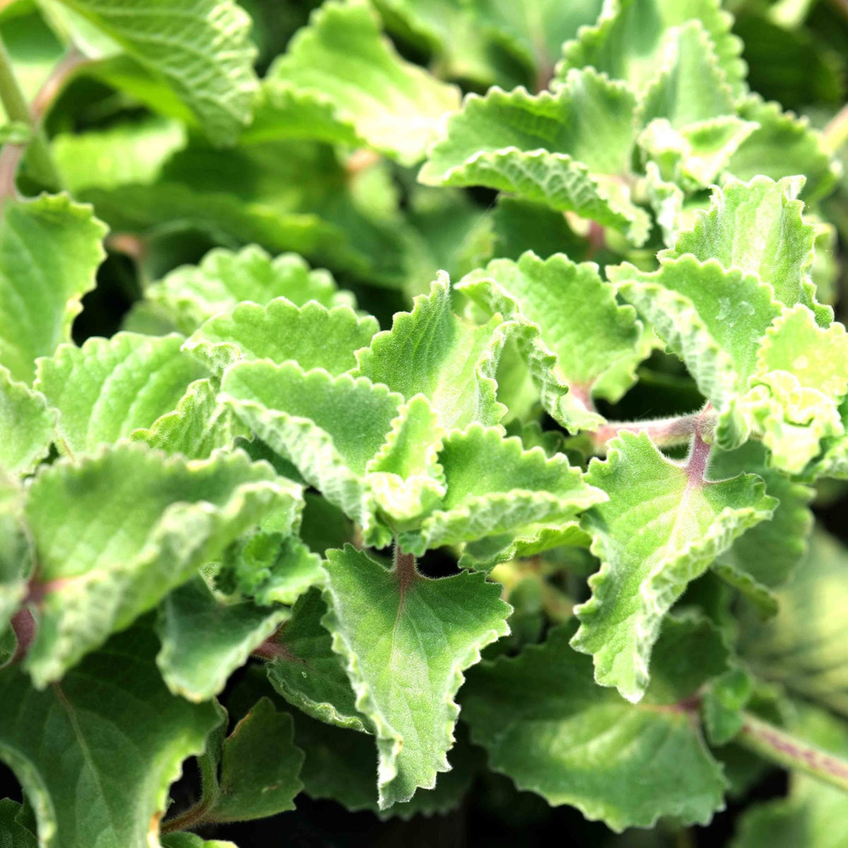 MOTHER OF HERBS *bag - ORGANIC (EDEN FARMERS) – Eden Farmers Organics