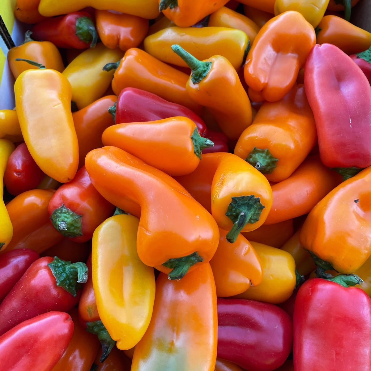 CAPSICUM MINI MIXED COLOUR *BULK 300g - CERTIFIED ORGANIC – Eden ...