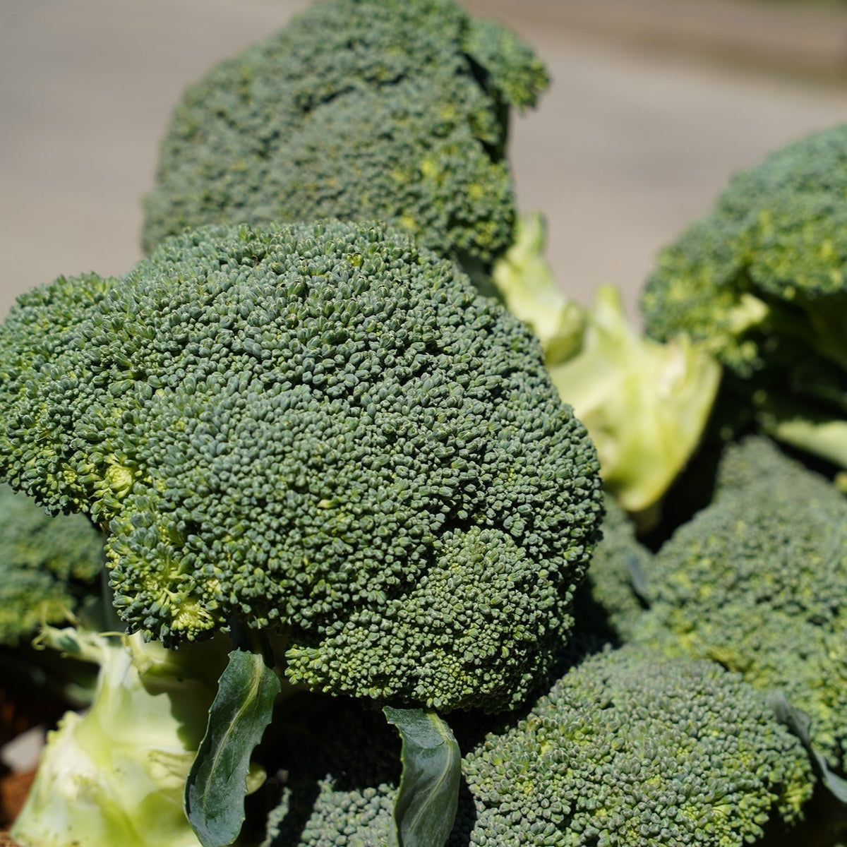BROCCOLI 1kg *bulk - CERTIFIED ORGANIC – Eden Farmers Organics
