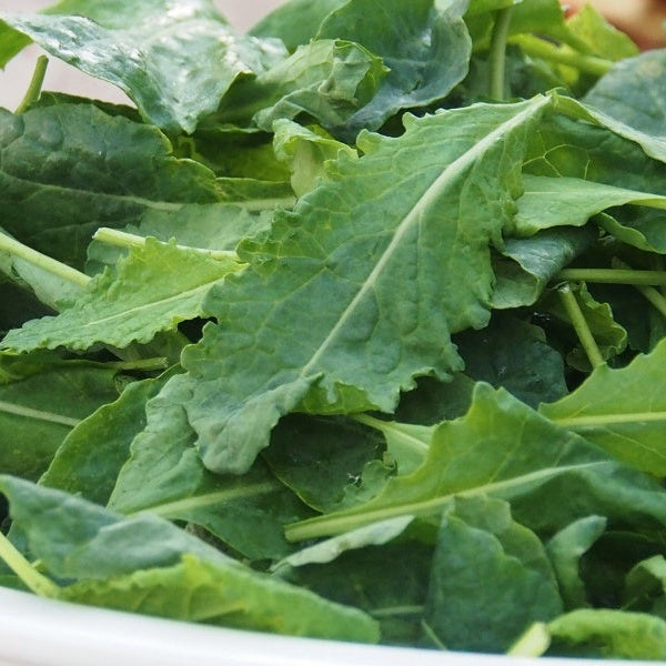 KALE Medium *bag - ORGANIC (EDEN FARMERS) – Eden Farmers Organics